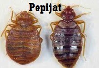 Anim Agro Technology: PEPIJAT - CARA KAWALAN