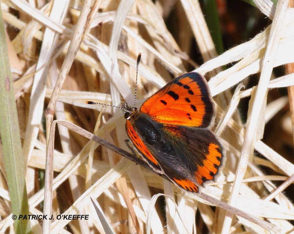 Raw Birds: SMALL COPPER BUTTERFLY (Lycaena phlaeas) male at Lullymore ...