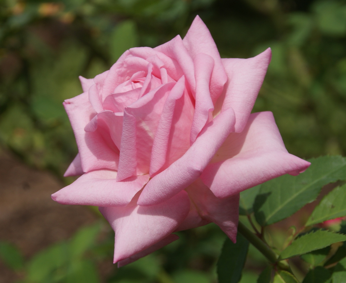 Organic Garden Dreams: October Roses