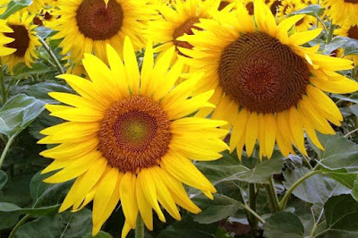 National Flower of Ukraine