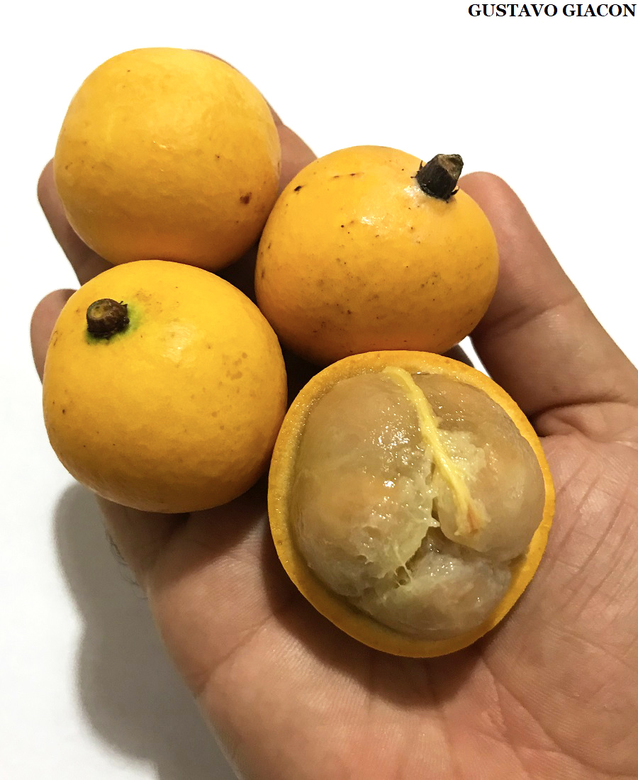 Blog da Associação Brasileira de Frutas Raras: Saputa Açu ou Bacupari ...