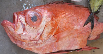 Gloxy's Ramble: Owl Fish, never made it to dinner