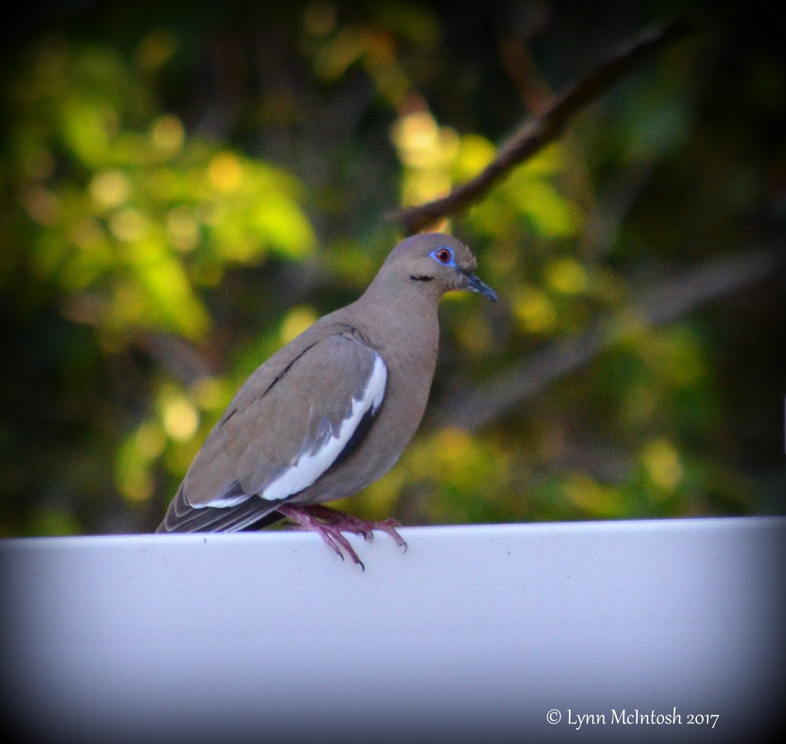 Southwest Florida Gardener: Just Like the White Winged Dove