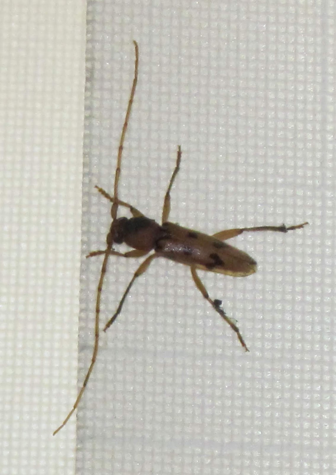 Foto Blog Puerto Rico: Fotos de Insectos en Puerto Rico