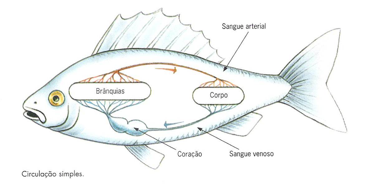 Bloggiologia: Cordados - Vertebrados (Características Gerais, Agnatas ...