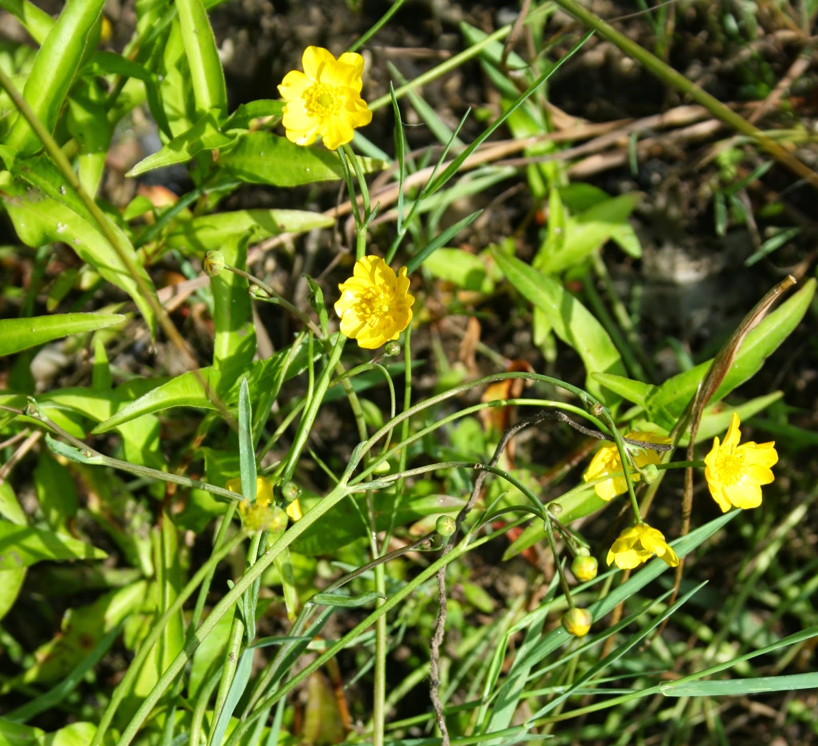Plantas: Beleza e Diversidade: Ranunculus flammula
