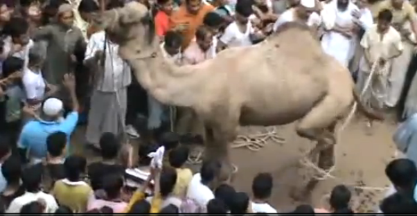 PAKIMASTI: The Angry Camel is Destroying Everything