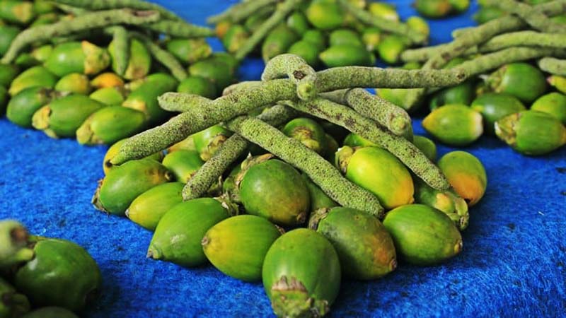 Buah-Buah Pinang dan Papua - ARDINTORO.COM