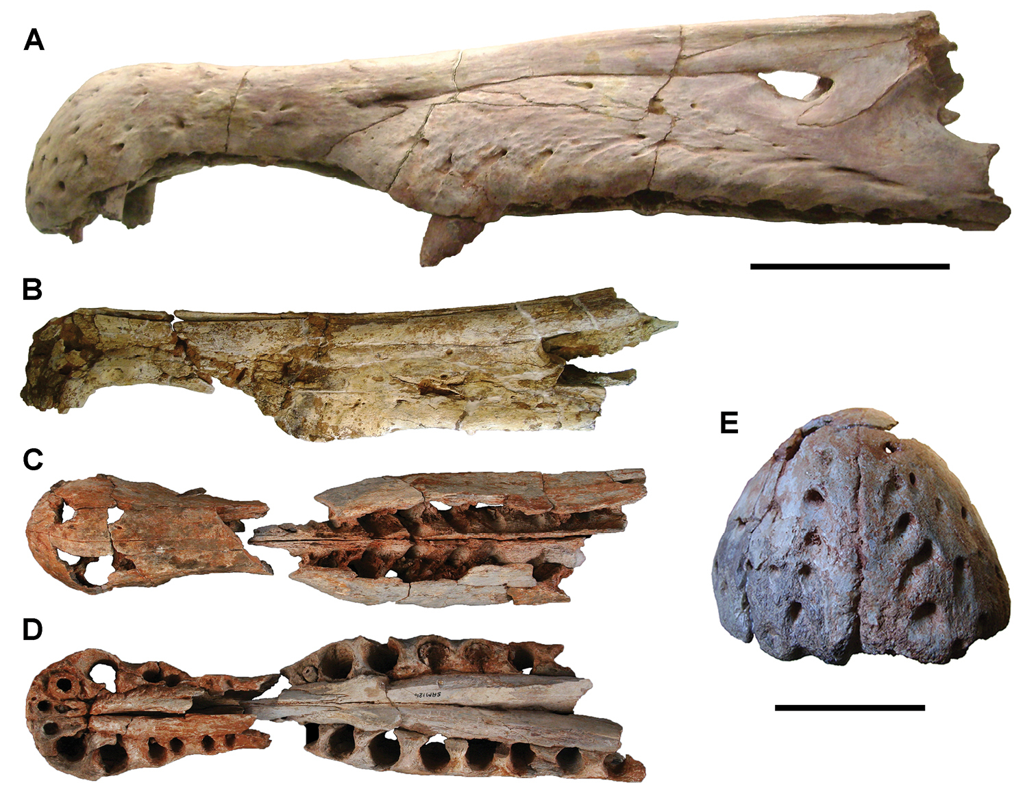 My Prehistoric Saga: Size Calculations for Spinosaurs.