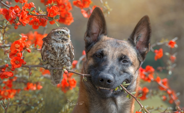 White Wolf : Meet Ingo and Poldi: Tiny rescued owl and dog are madly in ...