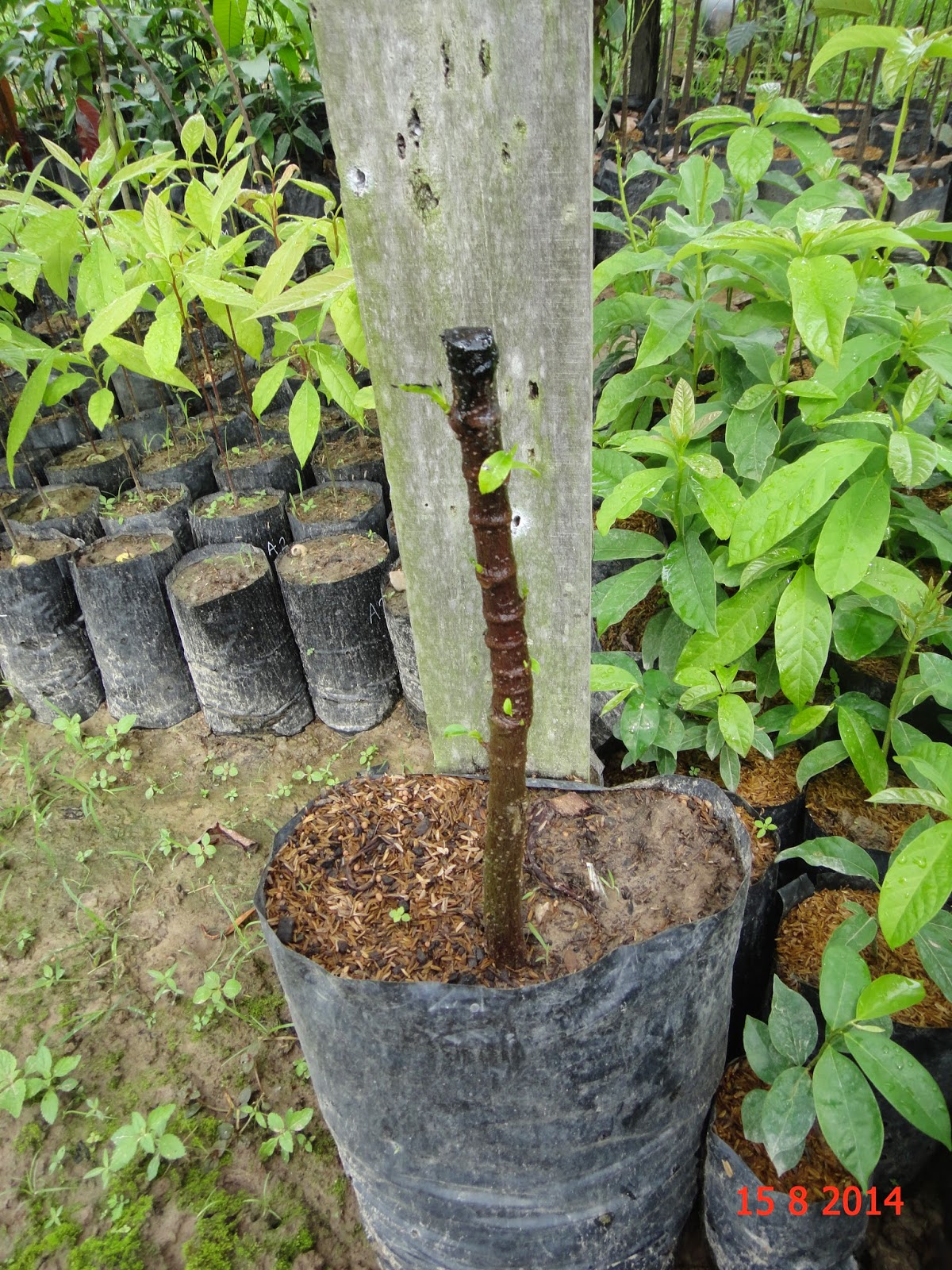 Experimental Farming: Marcotting / Air Layering Breadfruit Tree.