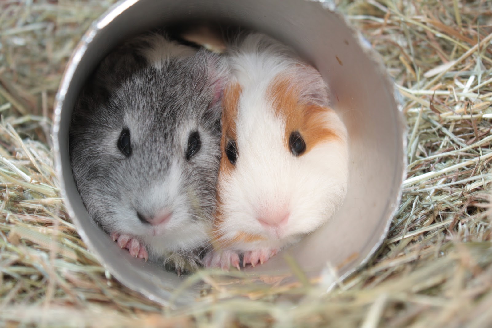 Emma's Happy Handiworks: meet my giddy girls!