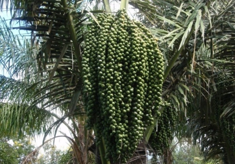 Megah: FAKTA MENARIK MENGENAI POKOK KABUNG