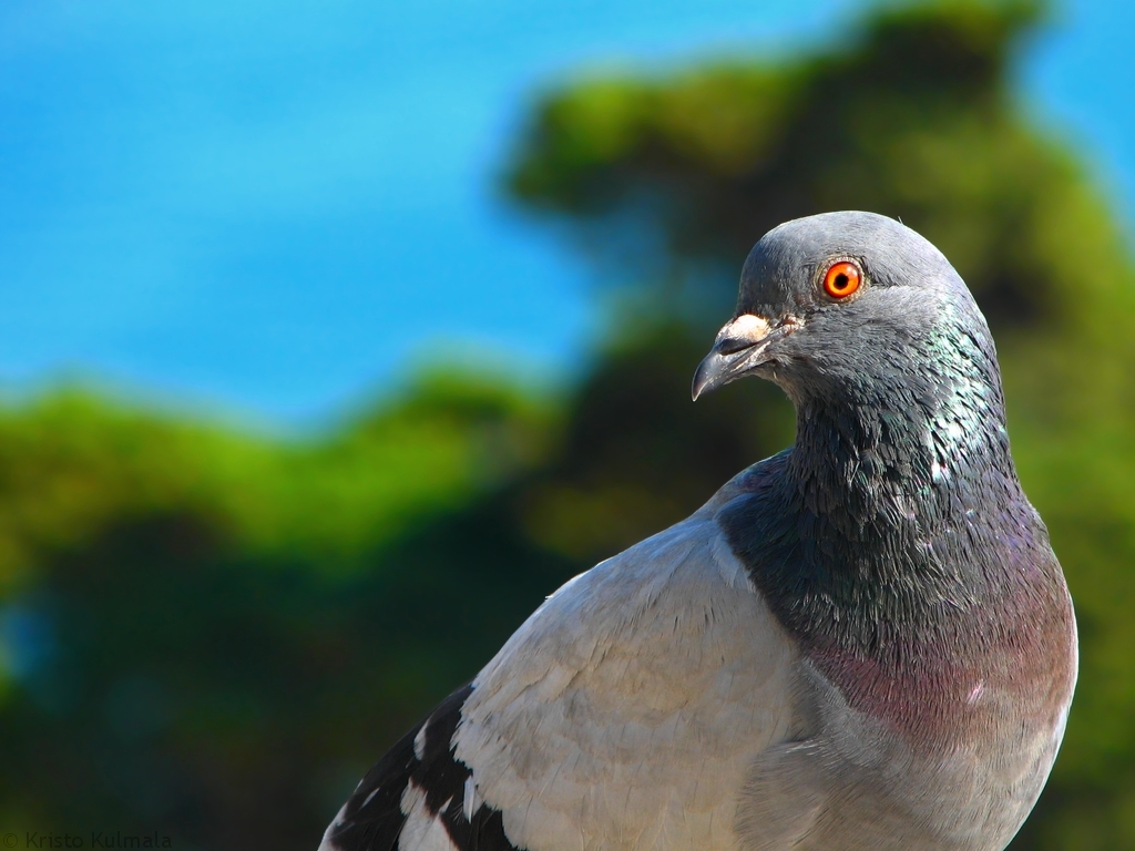 Awesome & Beautiful wallpapers OF Pigeon In HD - For More Wallpapers ...