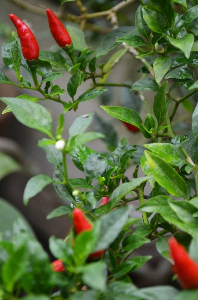 from my garden: Bird eyes chilies (lada burung)