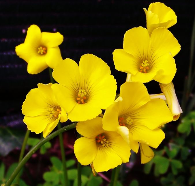 Banco de Imágenes Gratis: 20 fotos de flores para ver, disfrutar y ...