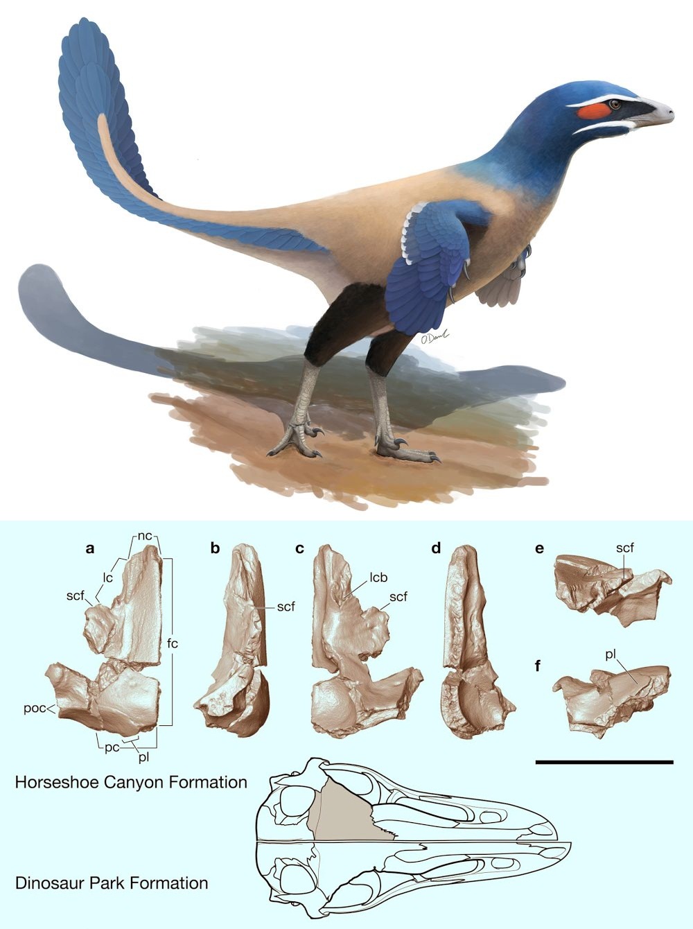 Species New to Science: [Paleontology • 2017] Albertavenator curriei ...