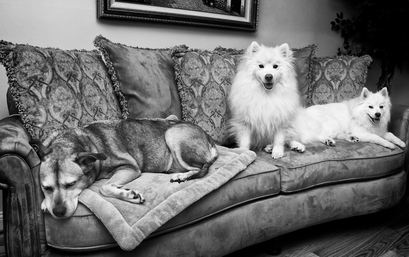 The love of Kate's life...Schmoopy