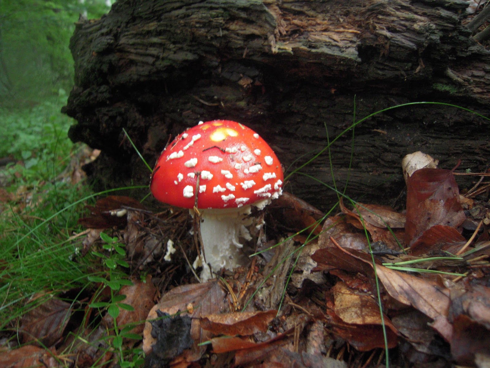 Le Blog "PYRENEES et NATURE" de Benjamin JOFFRE: 14 juillet 2011 ...