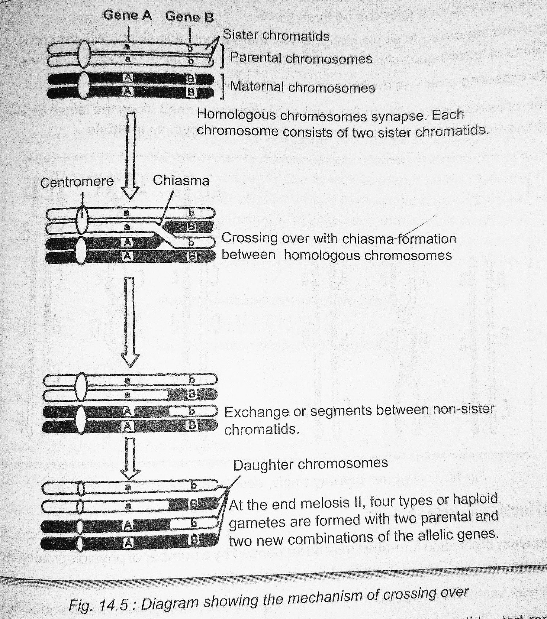 crossing over, mechanism and its significance
