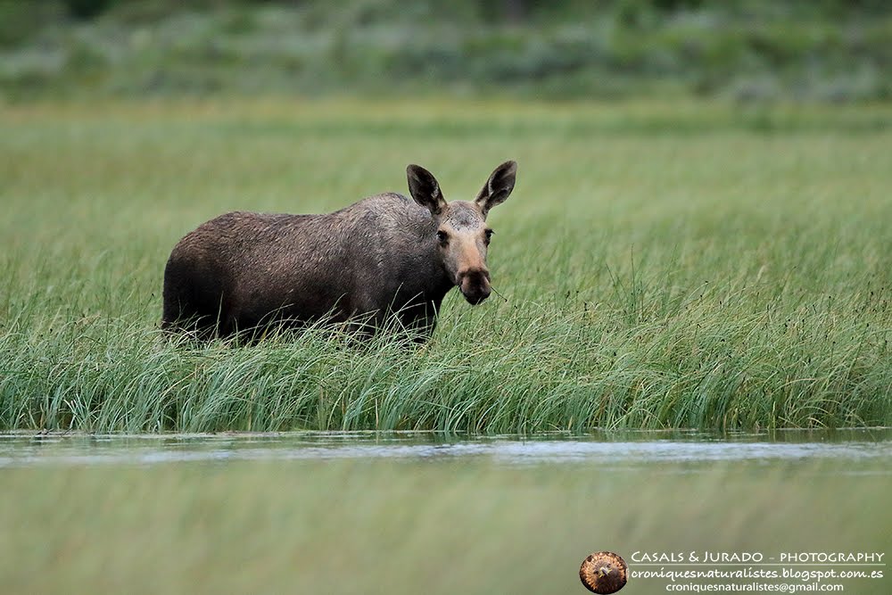 CRÒNIQUES NATURALISTES: OUR NORWEGIAN DREAM