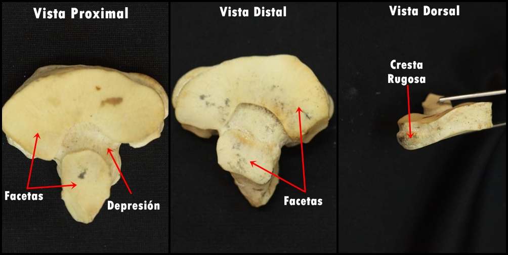 Anatomía :Grupo 7 . Facultad de Ciencias Veterinarias U.N.A: Osteologia ...