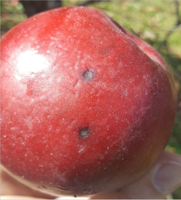 First Symptoms of Sooty Blotch & Flyspeck and Apple Blotch Disease ...