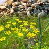 Medicinal Plants and Their Uses │ Fennel | Medicinal Plants and Their Uses