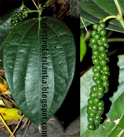 Biodiversity of Sri Lanka: ගම්-මිරිස්/ගම්-මිරිස්-වැල්[Gam-Miris/Gam ...