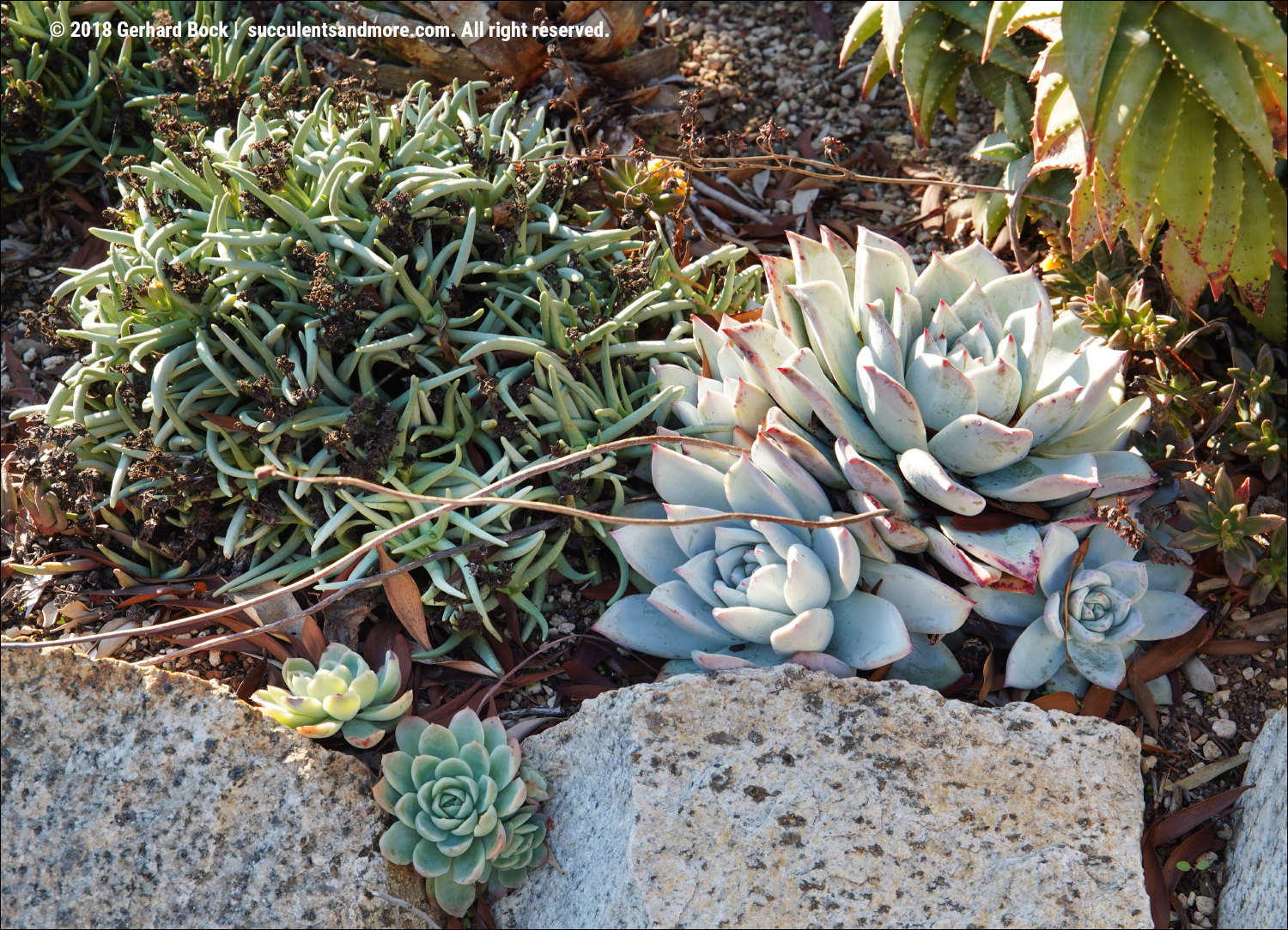 John Miller's Oakland aloe garden (Institute for Aloe Studies)