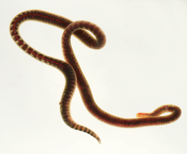 Variety of Life: Clitellata