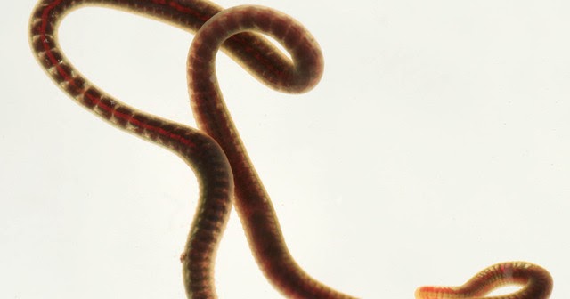 Variety of Life: Clitellata