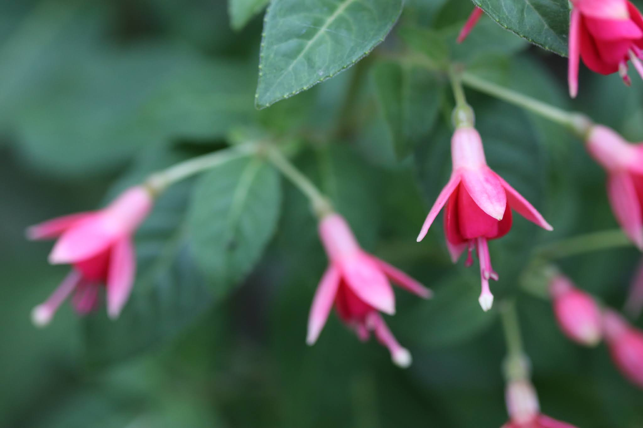 Hardy Fuchsias at Chickadee Gardens