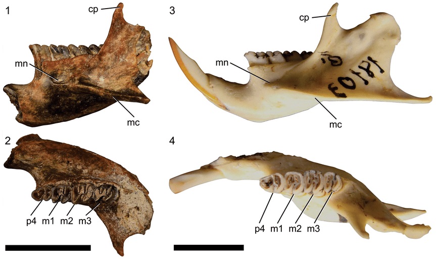 Species New to Science: [PaleoMammalogy • 2020] Proclinodontomys ...