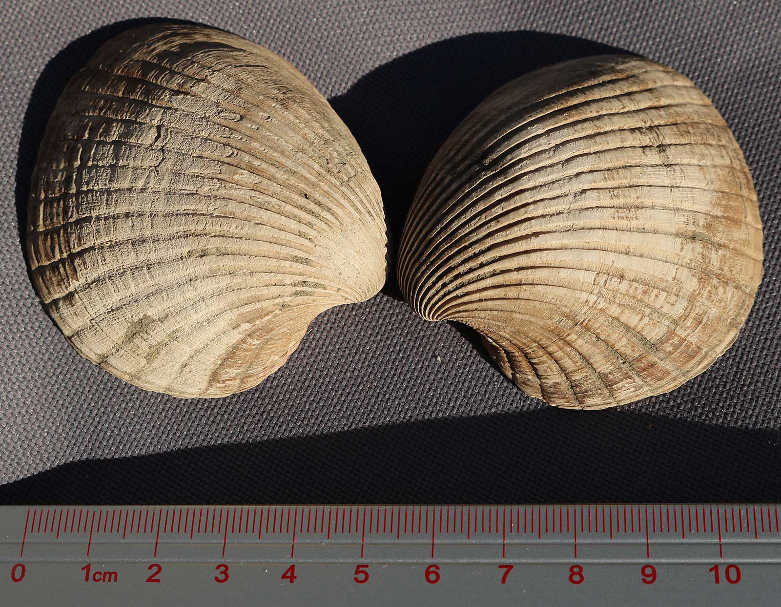 Louisville Fossils and Beyond: Venericardia planicosta Pelecypod Fossil