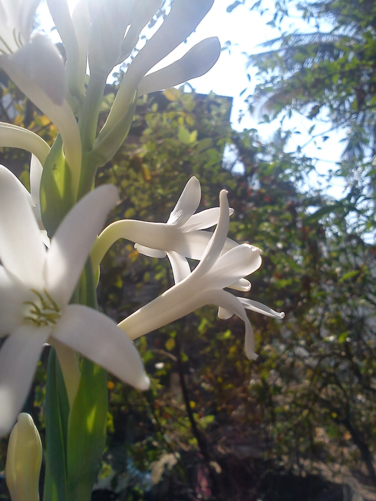 sagar: Rajnigandha (Gulchadi) Flower