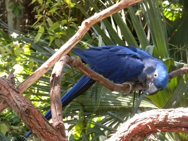 The Zoo Review: The Real Rio