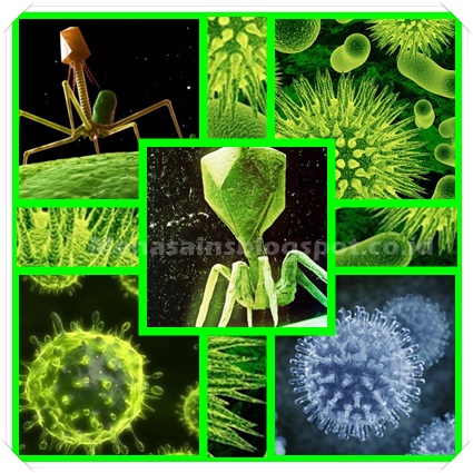 Memahami Materi Sejarah Perkembangan Virus (Ciri, Struktur, Ukuran Virus)