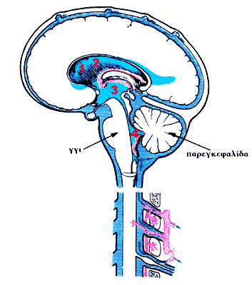 ΑΣΤΕΡΑΚΙ.....: Η ΑΥΤΟΚΡΑΤΟΡΙΑ ΤΩΝ ΟΝΕΙΡΩΝ