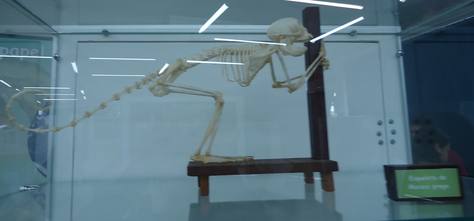 História Fossilizada