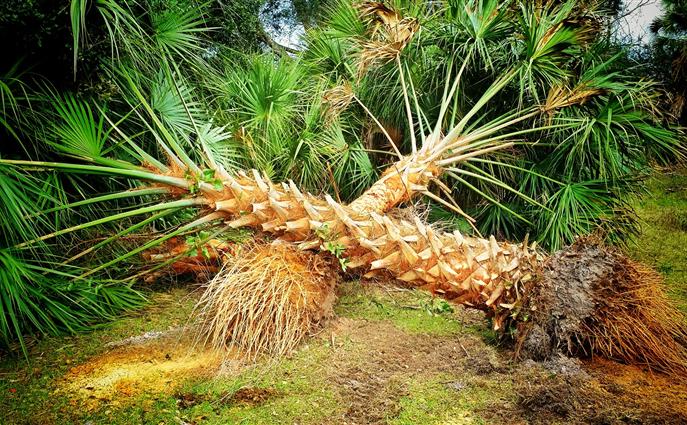 Benefits of Sabal Palms