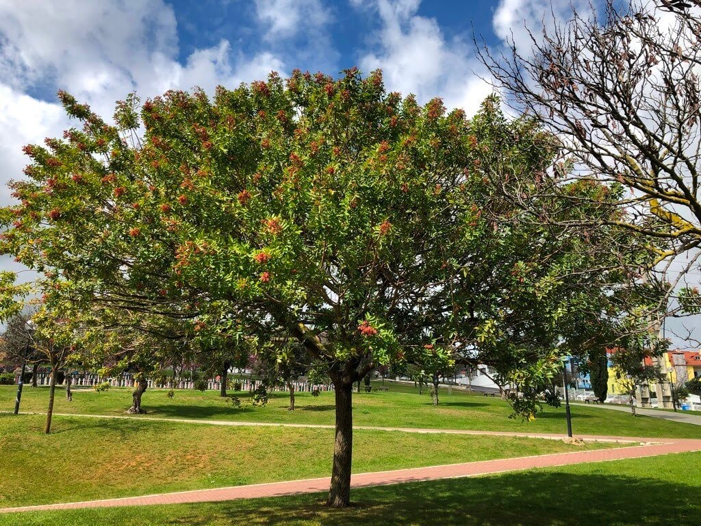 Divagar entre FLORES - ANIMAIS - NATUREZA: 🌹 Aroeira-vermelha (Schinus ...