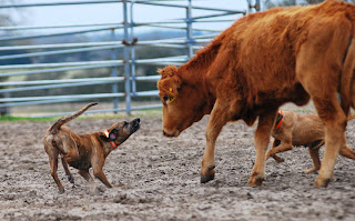 The Catahoula Cow Dog: Catahoula Cur, The Louisiana Cattle Dog