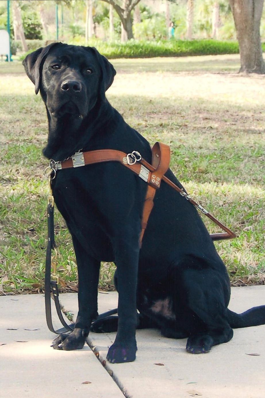 Puppy Tales of a Southeastern Guide Dogs Puppy Puppy Tales of a Southeastern Guide Dogs Puppy