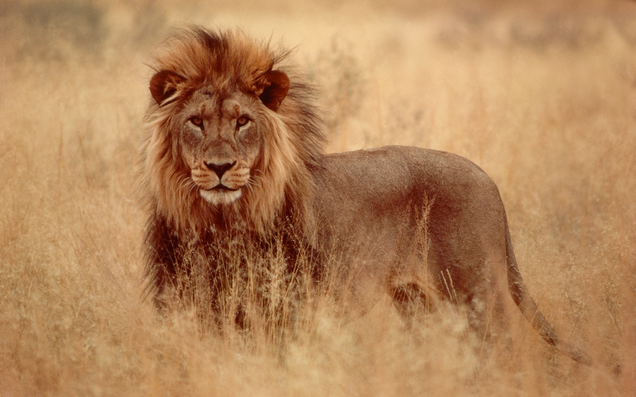 MUNDO DAKTARI: El león (Panthera leo)