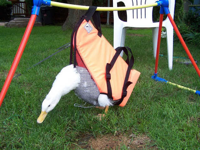 A Duck Born With Legs, But He could not Walk was saved by animal lovers ...