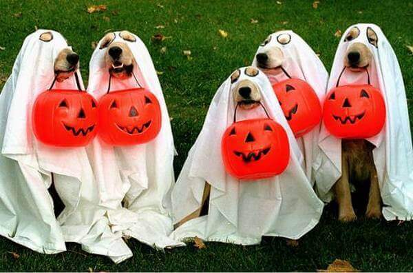 Funny Halloween Pictures Images And Pics Free Download