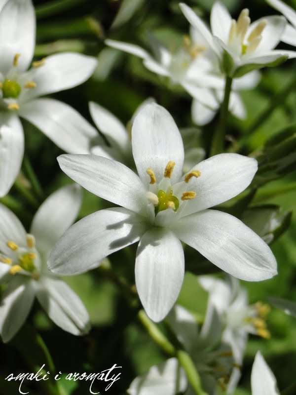 smaki i aromaty: Żydowskich smaków cz 2 - Ciasteczka KICHLACH