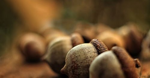 Content in a Cottage: Acorn Season