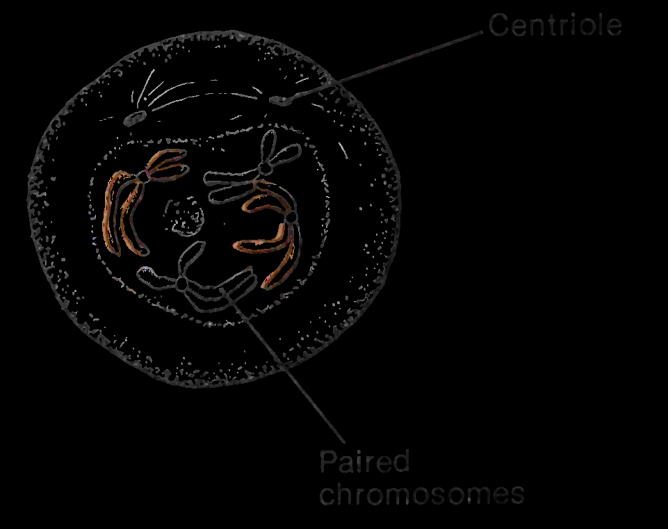Prophase Diagram